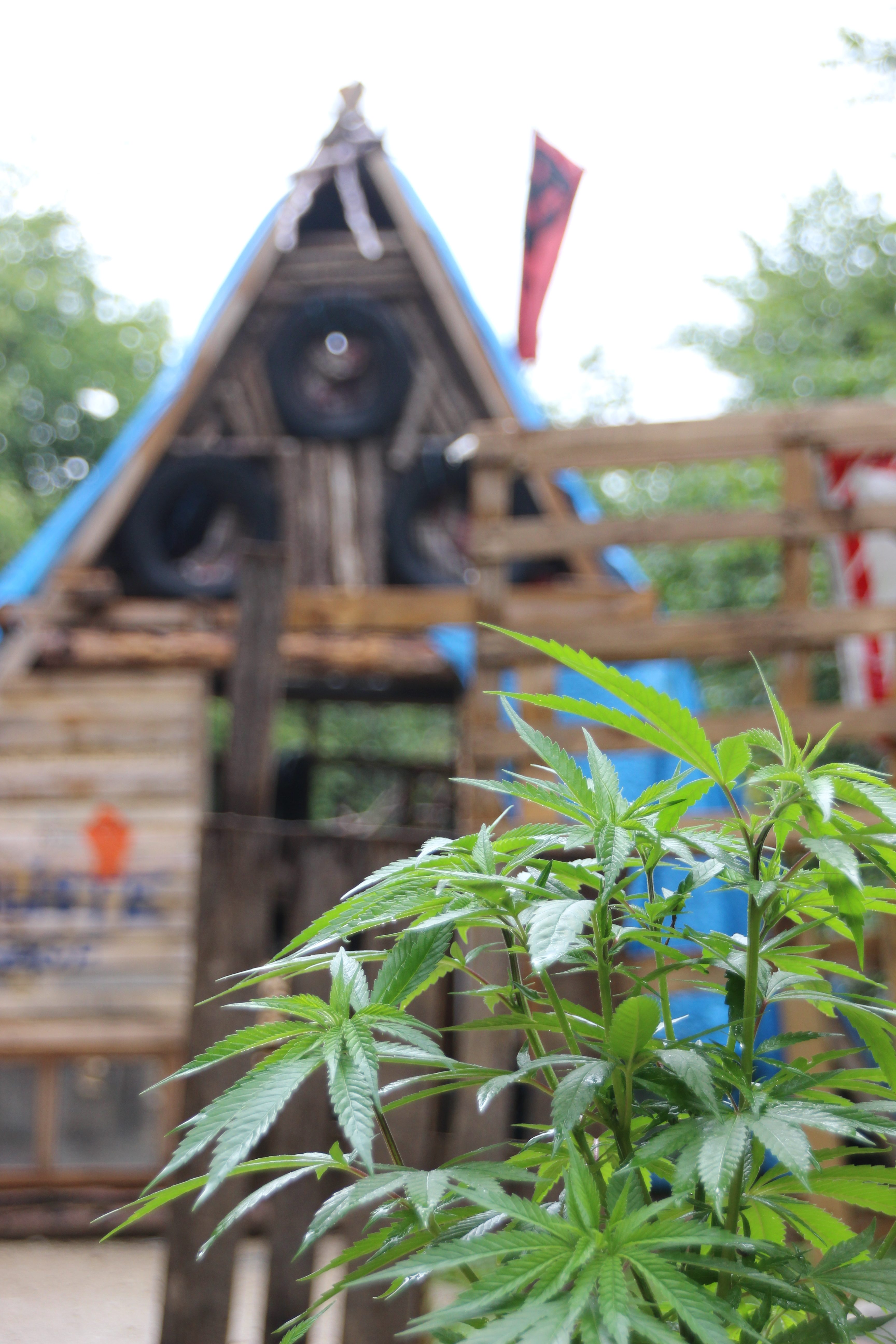 The Bure Forest – heart of the Ressistance to Nuclear Power in France ...