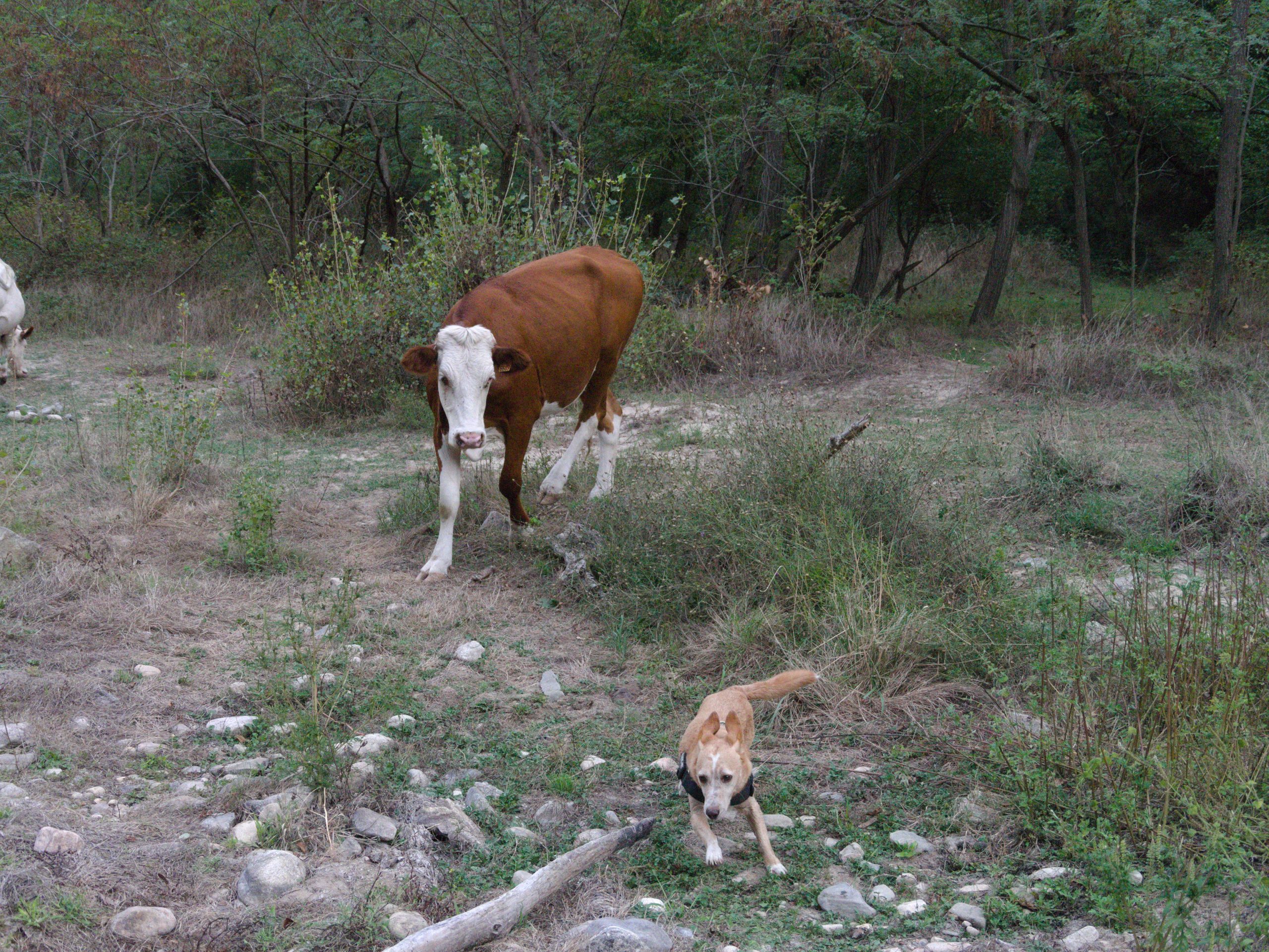 From Lyon to La Voulte with a visit to the gorges of the river Doux ...